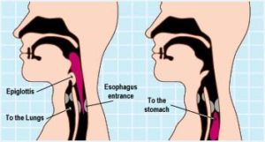 Swallowing | Lear Communication
